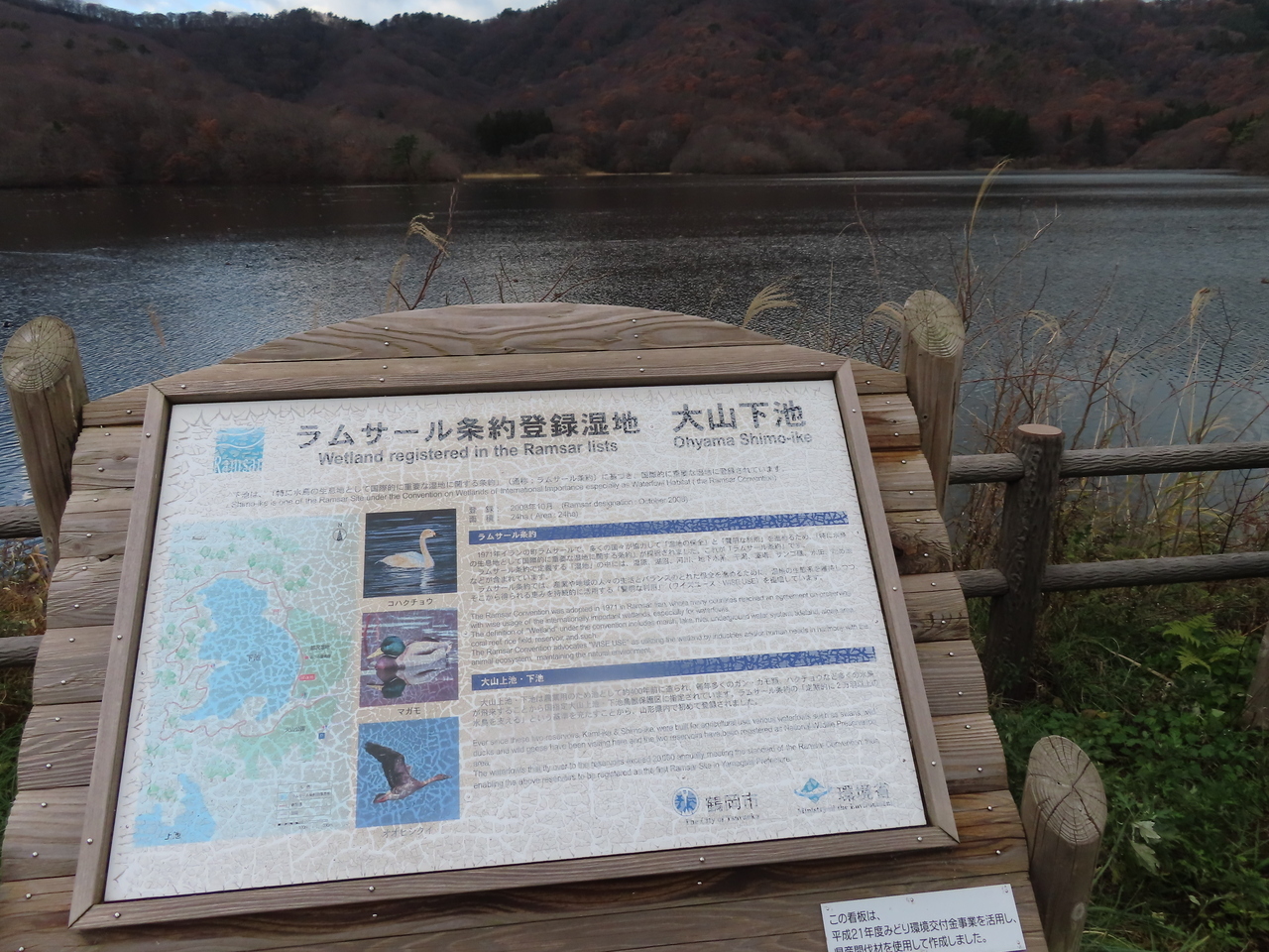 山形県鶴岡市のハクチョウの湖: 楽々バイオリンライフ 60、70代編